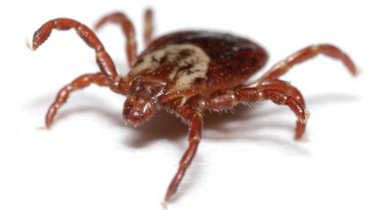 Whooping cough (pertussis) vaccine during pregnancy